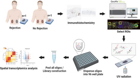 Biomarker Discovery Through Transcriptional Spatial Profiling Of Allograft Biopsy In Acute T