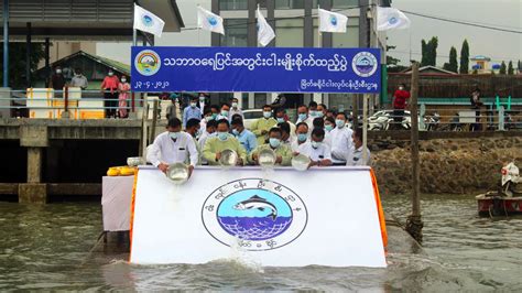 မြိတ်မြို့တွင် ငါးသယံဇာတပေါများစေရေးအတွက် ကကတစ်ငါးသားပေါက် အကောင်ရေ ၈၀၀၀၀ မျိုးစိုက်ထည့