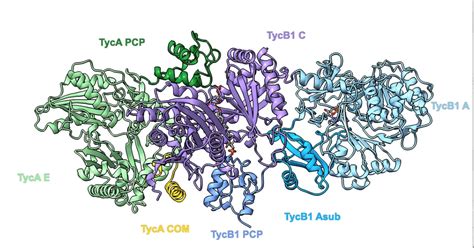 Nonribosomal Peptide Synthetase Enzymes Are Essential In Creating