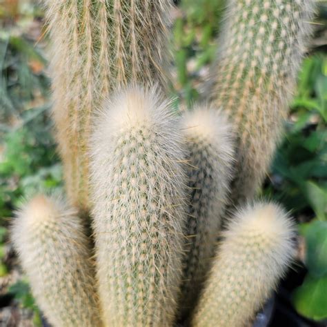 Cleistocactus Strausii Silver Torch Cluster Shop Online At Planet Desert