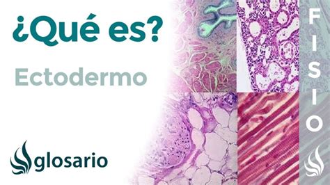 ֍ Tejido Ectodermo ⚕️ Clínica Estemedic