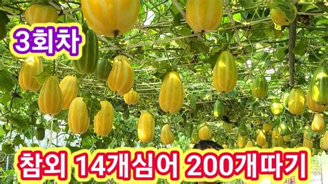 참외 14개심어 2000개따기 3회차 Youtube
