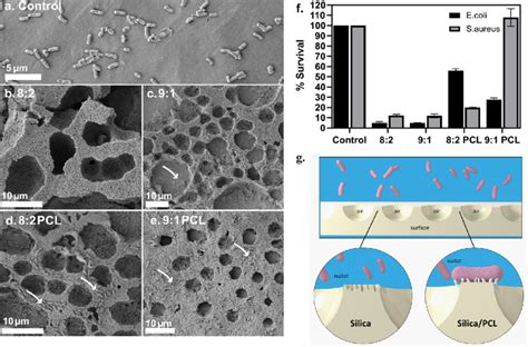 Sem Micrographs Of Attached Li To Neat Pp A And Neat Pp Coated