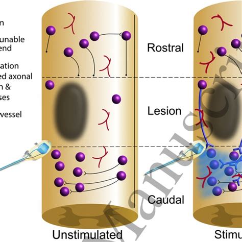 Optogenetic Stimulation May Promote The Formation Of New Download