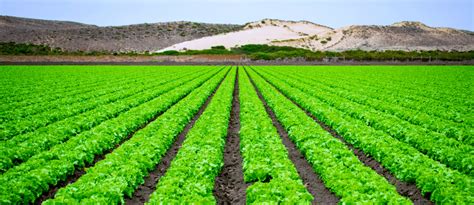 C Cover Crop Type Mapping EvoLand