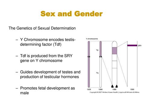 Ppt Topic Sex And The Brain Lange Powerpoint Presentation Free Download Id