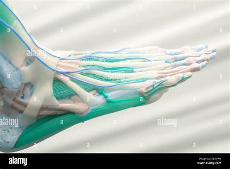 Human Foot Toes Medical Teaching Model Showing Bones Ligaments Tendons