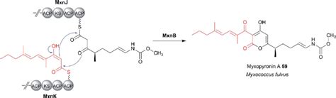 Dimerisation In Myxopyronin Biosynthesis Analogous To Tetronate