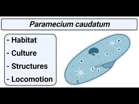 Paramecium Cell Structure
