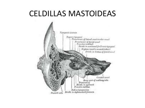 Oido Medio