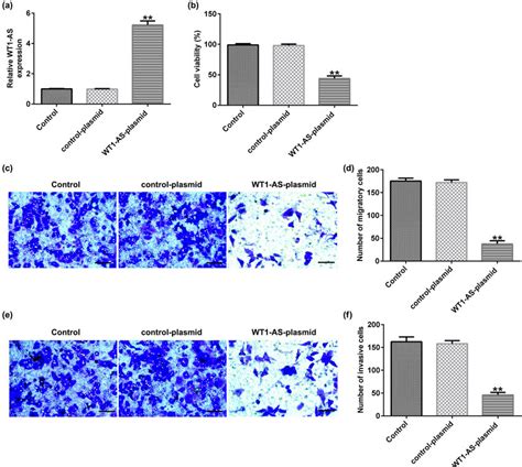Effects Of Wt1 As Plasmid On Htr 8 Svneo Cell Viability Migration And
