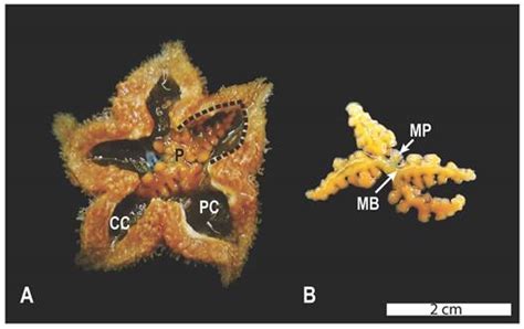 Noble Hosts Effects Of Internal Parasites On The Physiology Of An