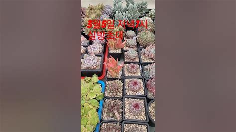 울산다육3월5일화요일저녁7시실방에 초대합니다 Youtube