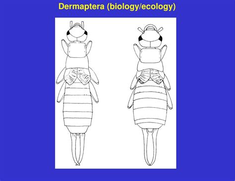 Ppt Order Dermaptera Powerpoint Presentation Free Download Id4529161