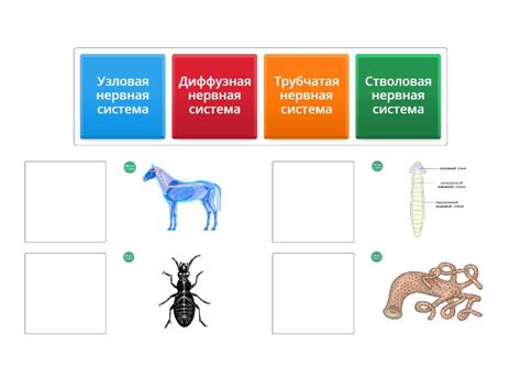 Типы нервной системы Match Up