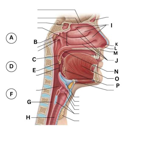 Lab Practical 2 Part 1 Flashcards Quizlet