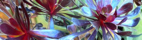 Purple Aeonium • Images • Wallpaperfusion By Binary Fortress Software