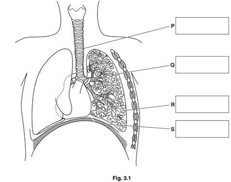Igcse Biology 0610 12 2 Aerobic Respiration Igcse Style Questions Paper 4