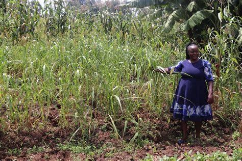 The Promise Of Regenerative Agriculture For A Resilient Future Snv