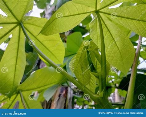 Row Of Cassava Tree In Field Royalty Free Stock Image Cartoondealer