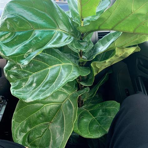 Why Are There Brown Spots On My Ficus Benjamina Exotica
