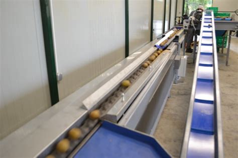 processing sorting grading sizing and packing line for kiwis