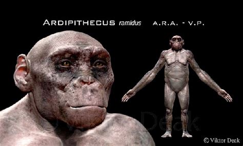 What Is The Anatomy Of Ramidus Fgoyzb