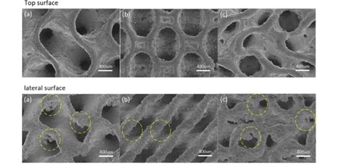 Morphology Of The Top Surface And Lateral Surface A Gyroid B Download Scientific Diagram