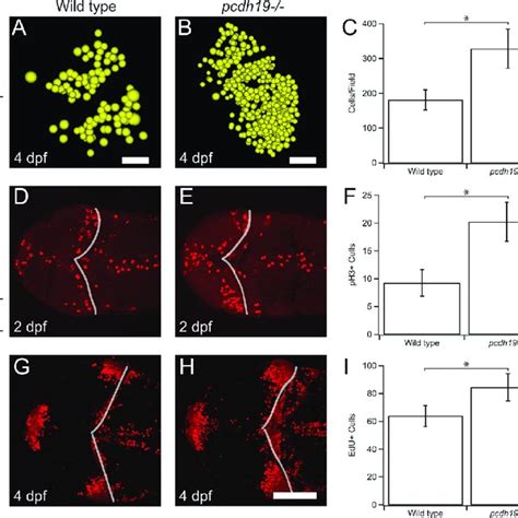 Pcdh19 Neuronal Columns Are Clonal A Schematic Outlining Our Download Scientific Diagram