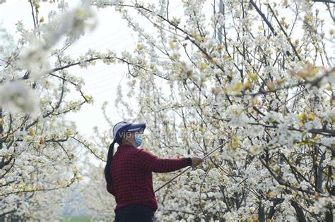 河南汝南梨园春管忙 人民图片网