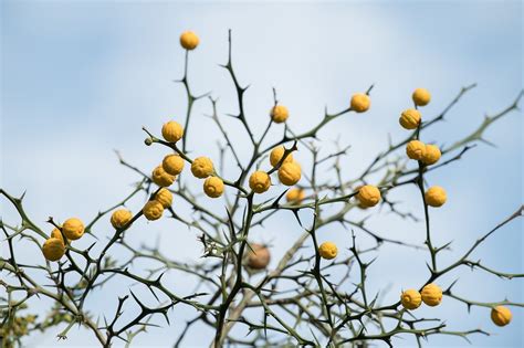 Trees With Thorns Nature S Prickly Protectors Revealed