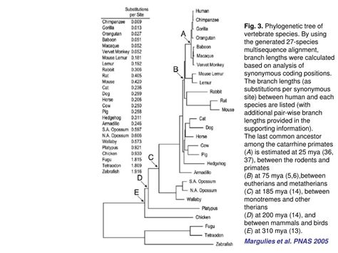 Ppt Exploring The Role Of Non Coding Dna In The Function Of The Human Genome Through Variation