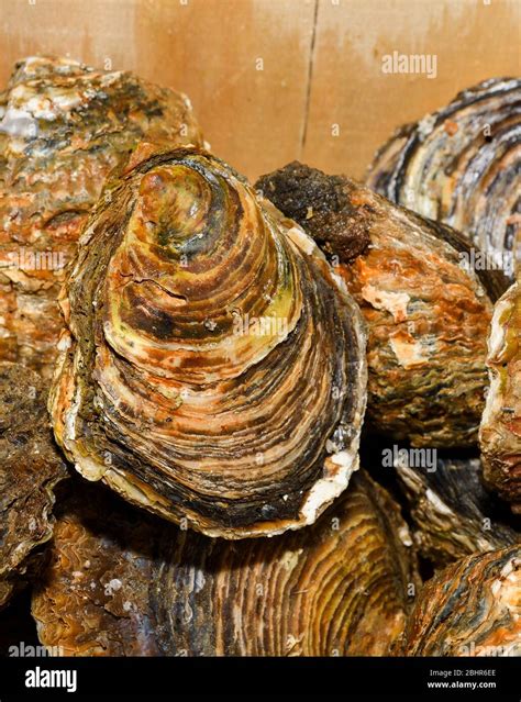 Oyster Is The Common Name For A Number Of Different Families Of Salt