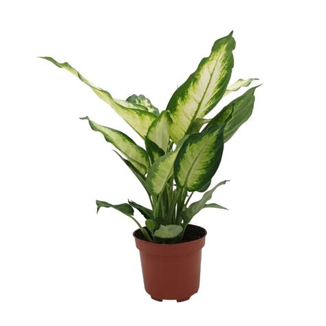 Дифенбахия Dieffenbachia Camilla 18 00 лв