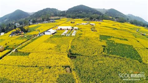 相约金色花海季 航拍四川8处油菜花田 大成网 腾讯网