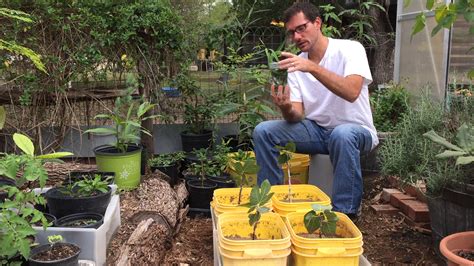 Propagate Fig Trees How To And Why Daddykirbs Farm