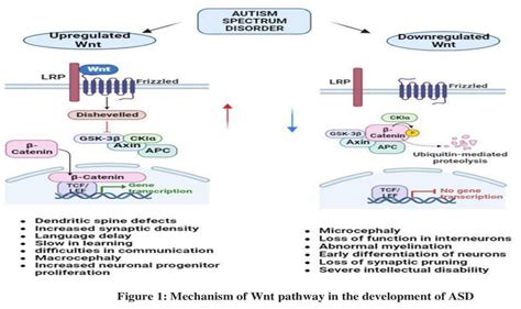 Unraveling Neurodevelopmental Disorders Signalling Pathways As