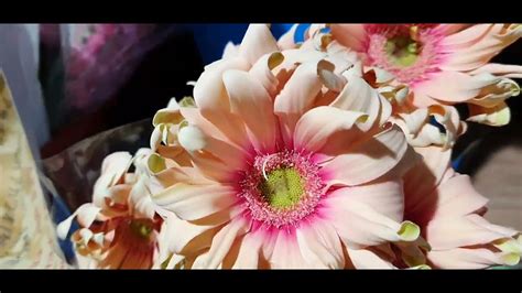 파스타거베라 살구 생화 꽃집 꽃집창업 꽃값 온라인꽃시장 온라인꽃도매 인터넷꽃시장 인터넷꽃도매 서울꽃시장 꽃농장 꽃배송 생화배송 생화도매 생화택배 꽃배달 생화배달 생화주문