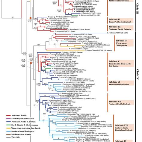 A Maximum Likelihood Ml Phylogram Of The Genus Pyropia Based On Rbcl