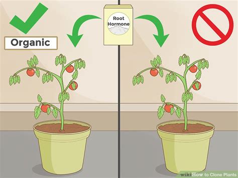 How To Clone Plants 11 Steps With Pictures Wikihow
