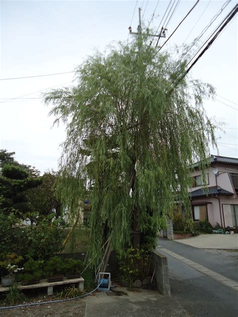 未分類 25 直心軒お茶三昧