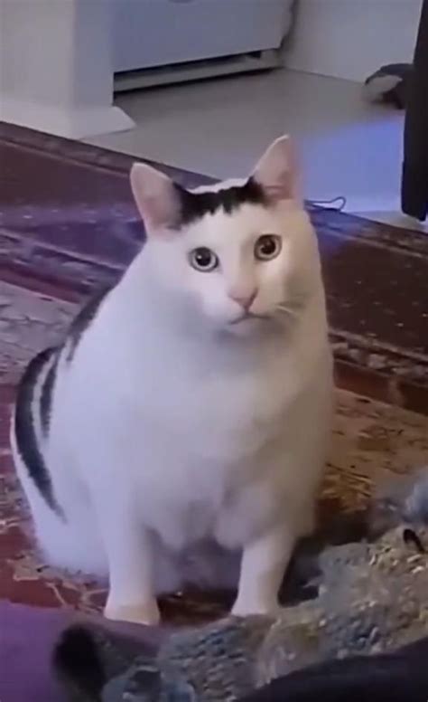 Cat Saying Huh Meme Cat Care Tips For Beginners Cute White Cat With