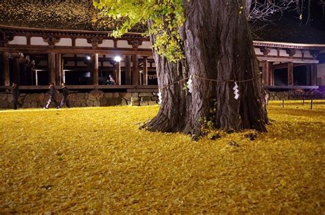 11月中旬下旬の紅葉なら喜多方長床の大イチョウがおすすめです