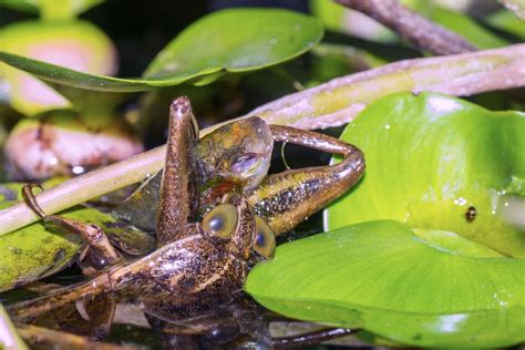 Giant Water Bug Bite