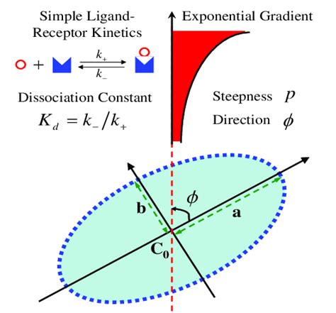 Color Online Schematic Representation Of Our Model An Elliptical