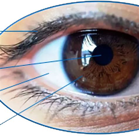The Outer Look Of A Human Iris The Iris Is A Circular Structure