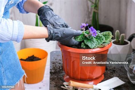 여자 정원사는 냄비에 이식 바이올렛을 손 냄비에 집 원예와 심기 꽃의 개념 화분 생스파울리아 보라색 꽃 홈 식물을 돌보는 주부 Diy에 대한 스톡 사진 및 기타 이미지
