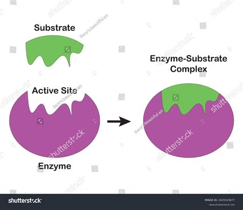 Substrate Enzyme Over 453 Royalty Free Licensable Stock Illustrations And Drawings Shutterstock