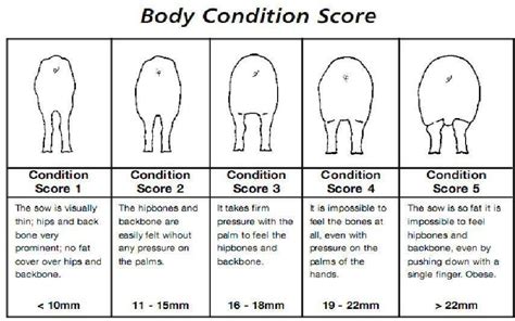 Body Condition Score