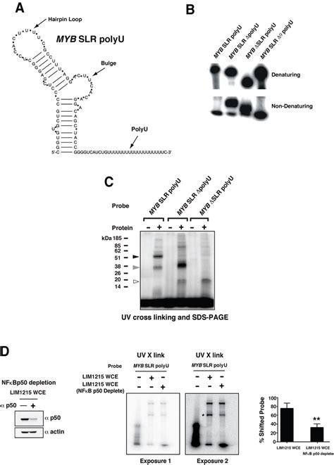 Cellular Proteins Bind To The Myb Slr Polyu Rna A Myb Slr Polyu Download Scientific Diagram